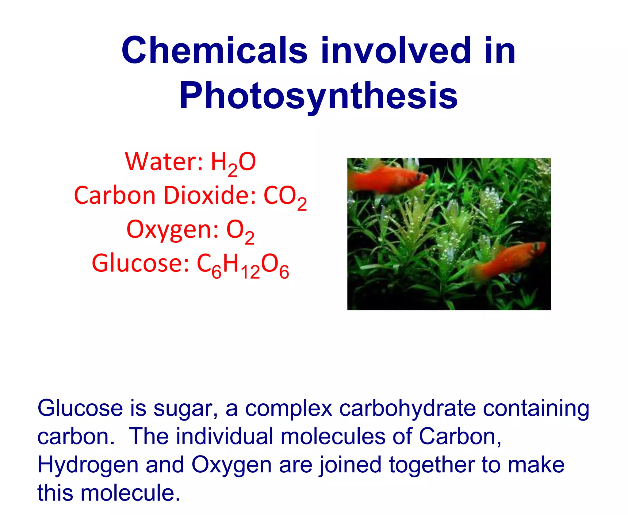 Lesson 1 photosynthesis.pptx