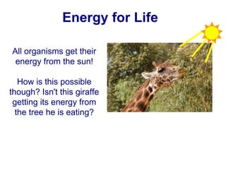 Lesson 1 photosynthesis.pptx