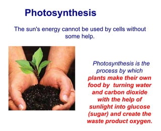 Lesson 1 photosynthesis.pptx