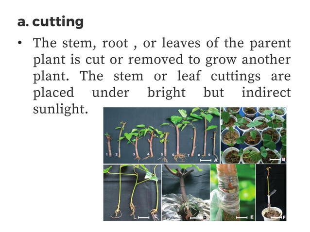 LESSON 1_ PROPAGATING PLANTS AND TREES.pdf