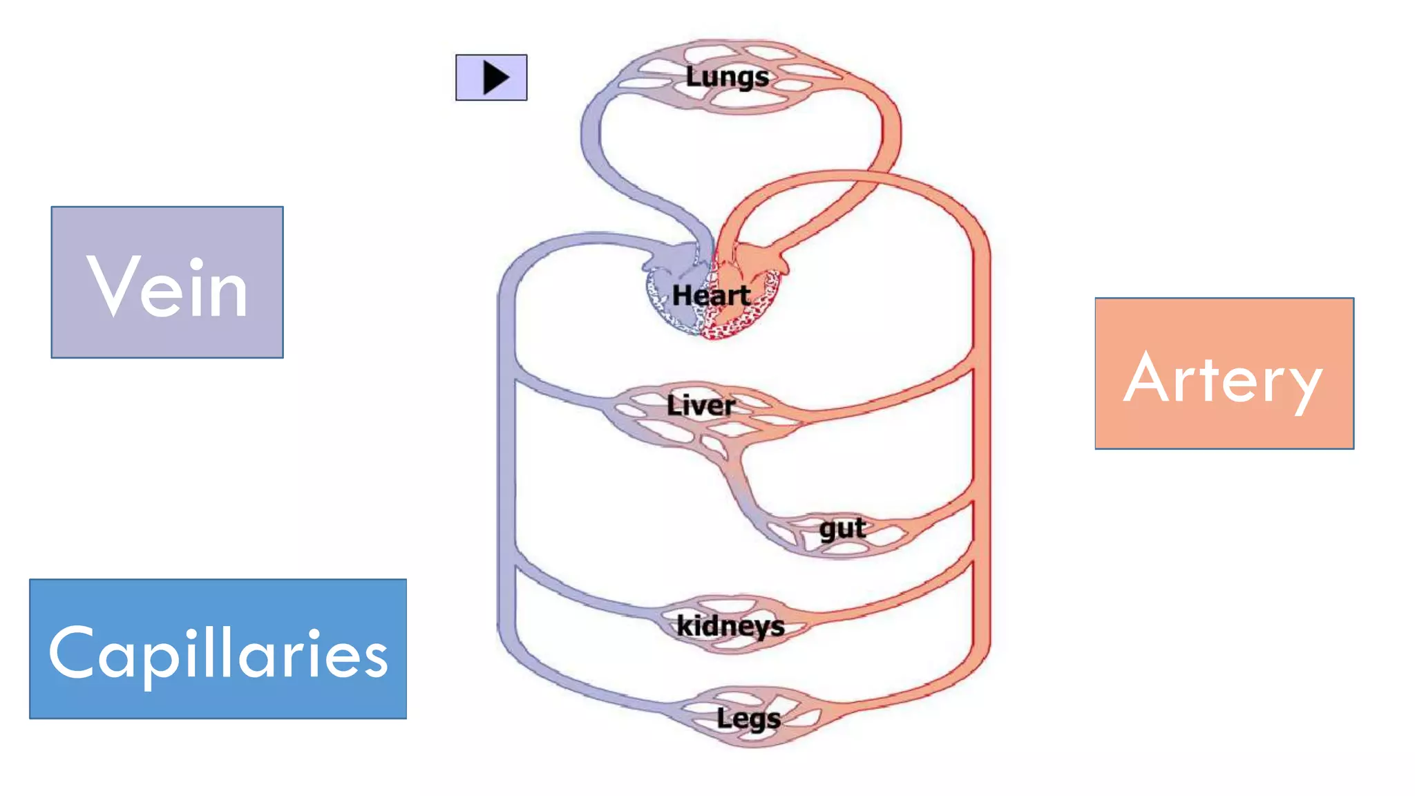 Lesson 1 Circulatory System - Grade 9 | PPTX