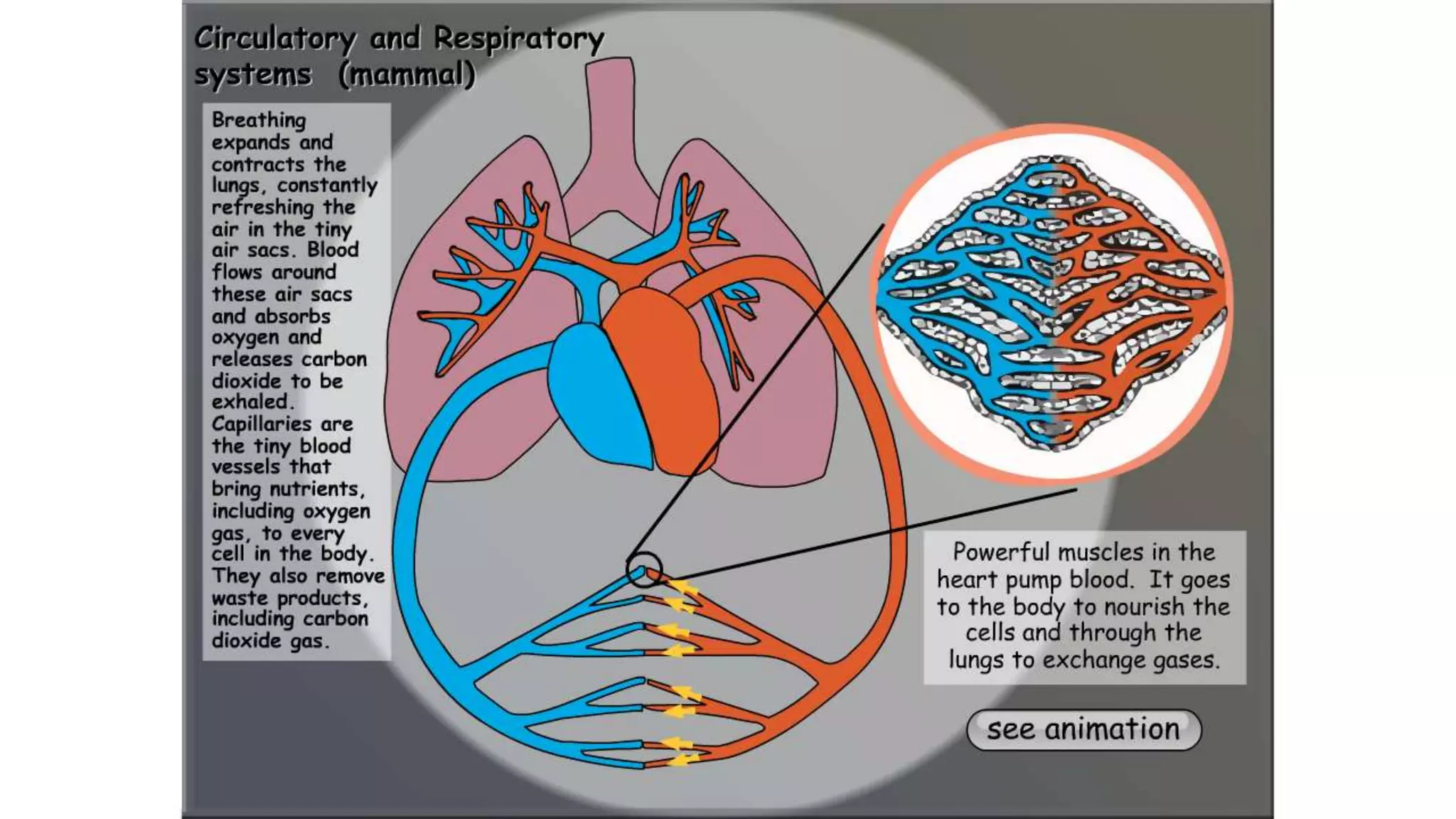 Lesson 1 Circulatory System - Grade 9 | PPTX