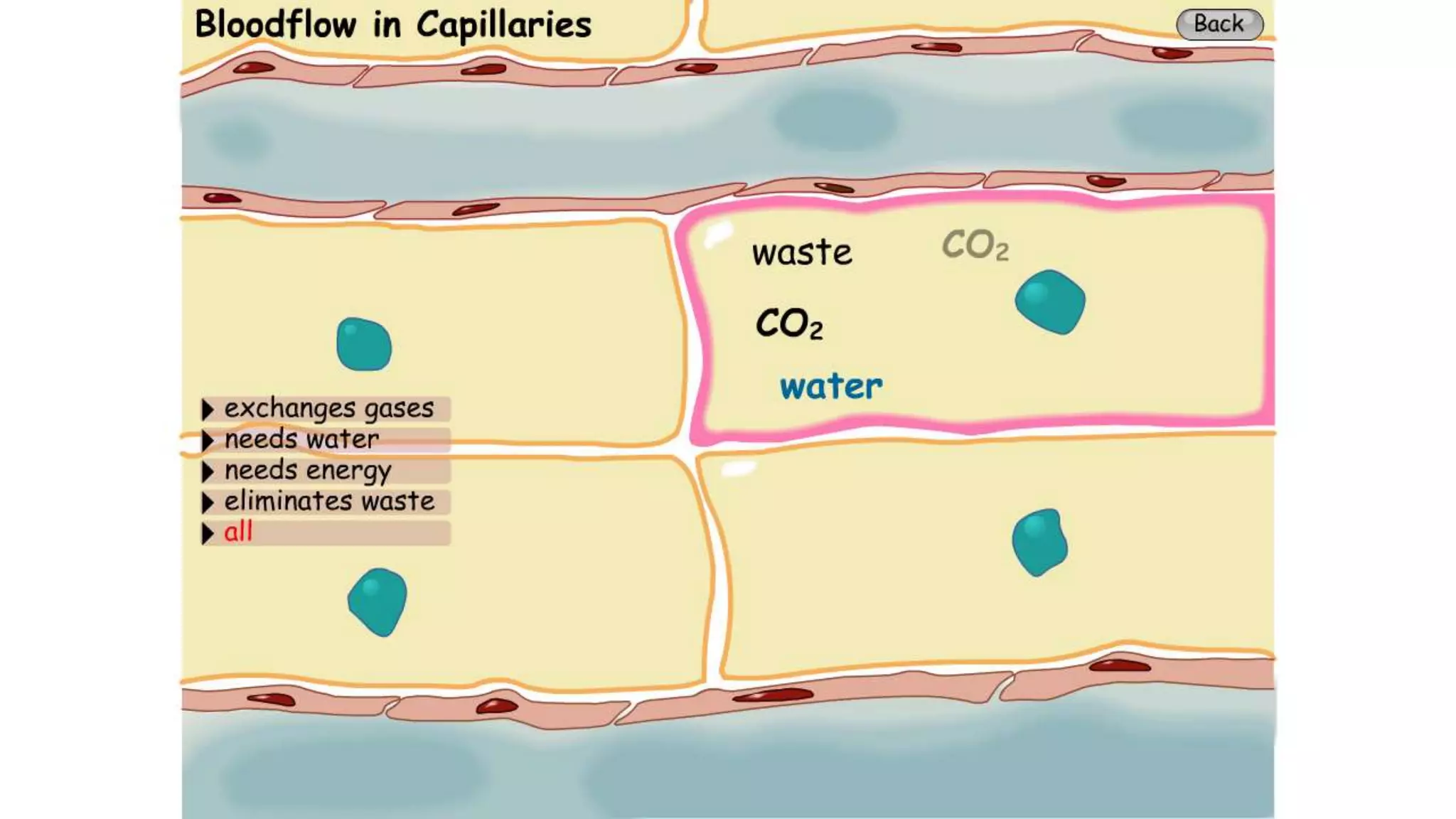 Lesson 1 Circulatory System - Grade 9 | PPTX
