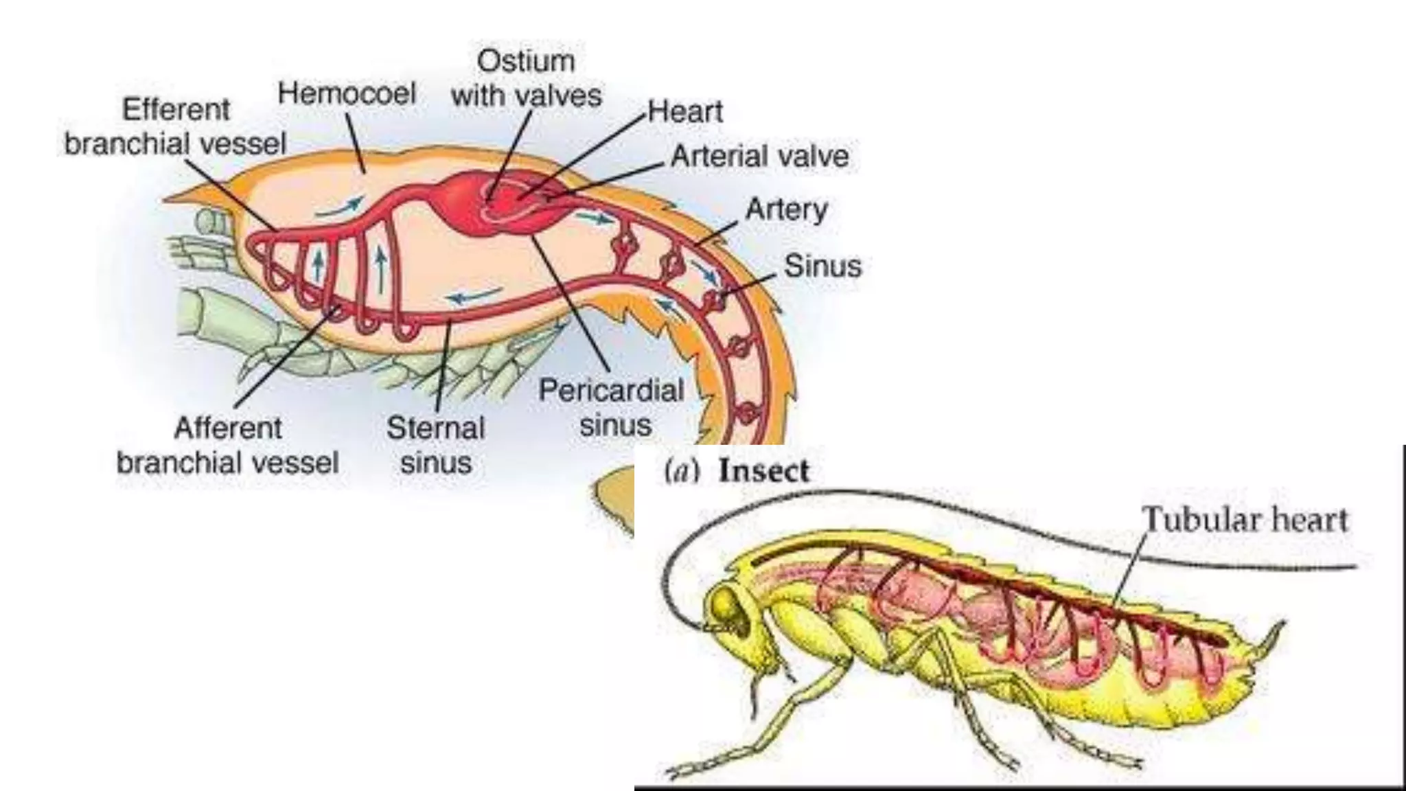 Lesson 1 Circulatory System - Grade 9 | PPTX