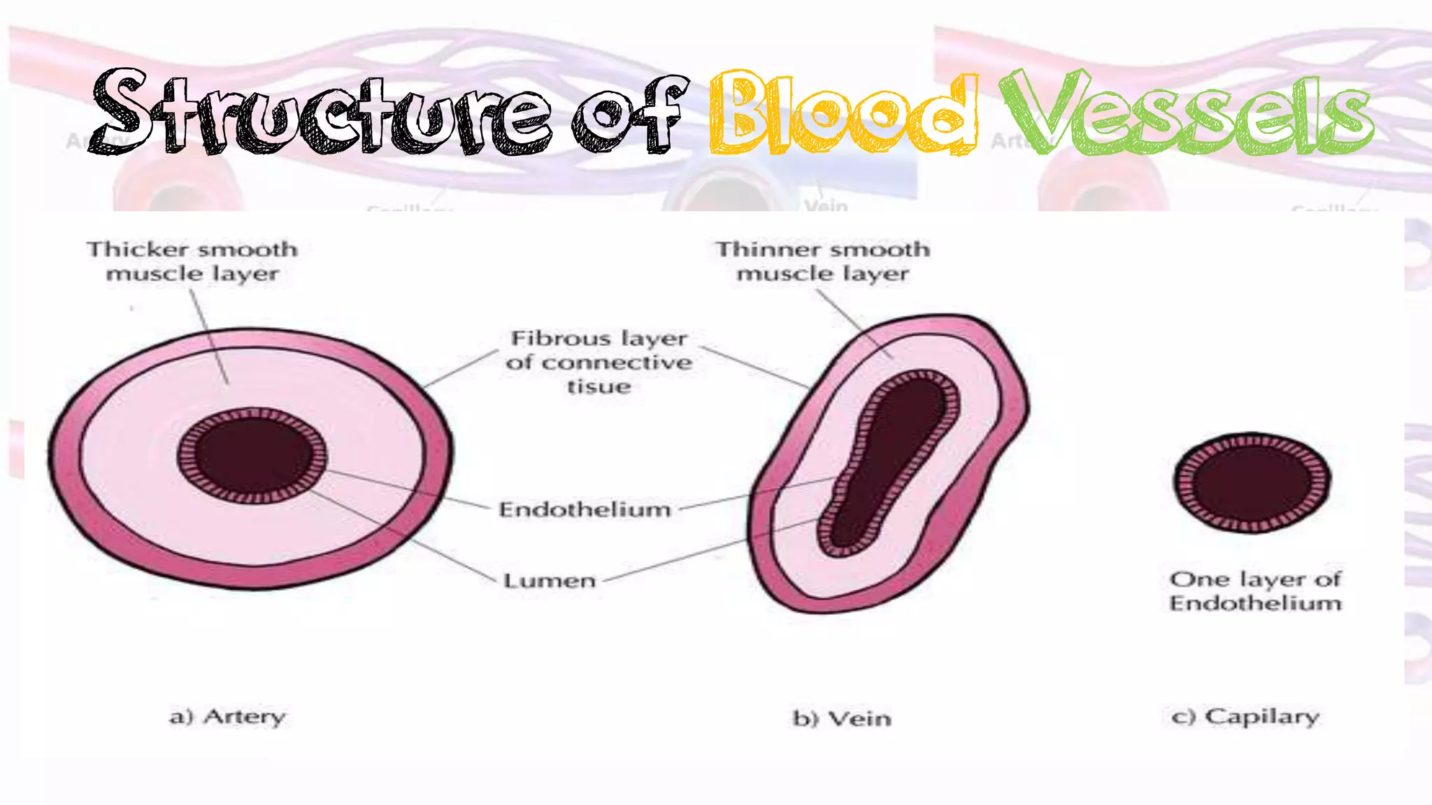 Lesson 1 Circulatory System - Grade 9 | PPTX