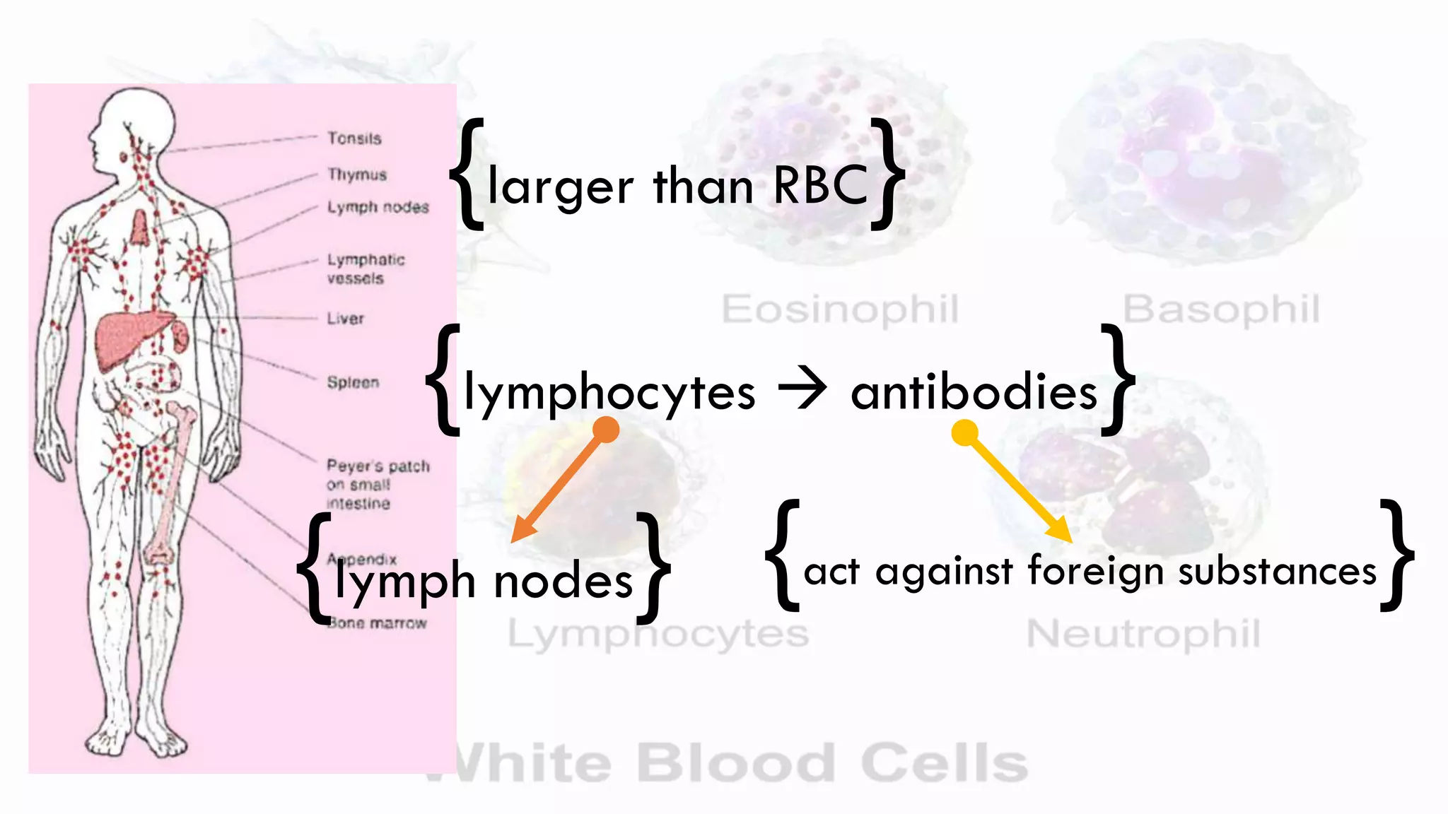 Lesson 1 Circulatory System - Grade 9 | PPTX