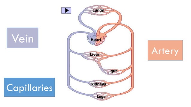 Lesson 1 Circulatory System - Grade 9 | PPTX