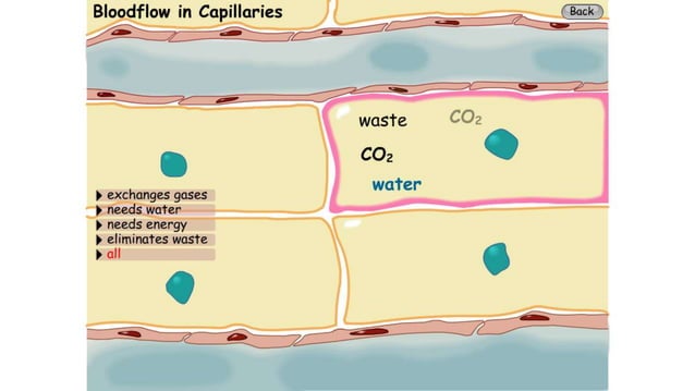 Lesson 1 Circulatory System - Grade 9 | PPTX