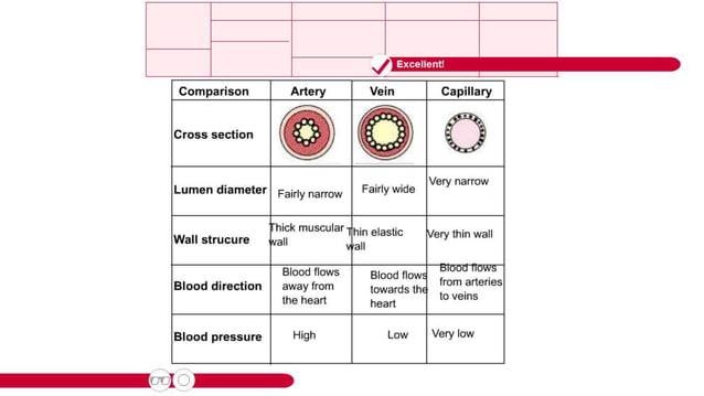 Lesson 1 Circulatory System - Grade 9 | PPTX