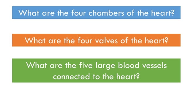 Lesson 1 Circulatory System - Grade 9 | PPTX