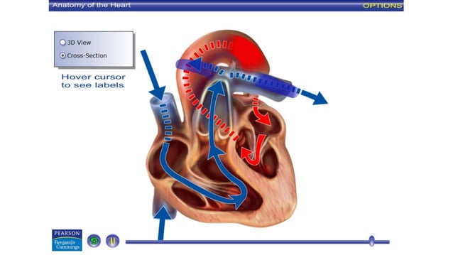 Lesson 1 Circulatory System - Grade 9 | PPTX