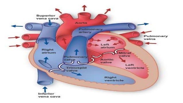 Lesson 1 Circulatory System - Grade 9