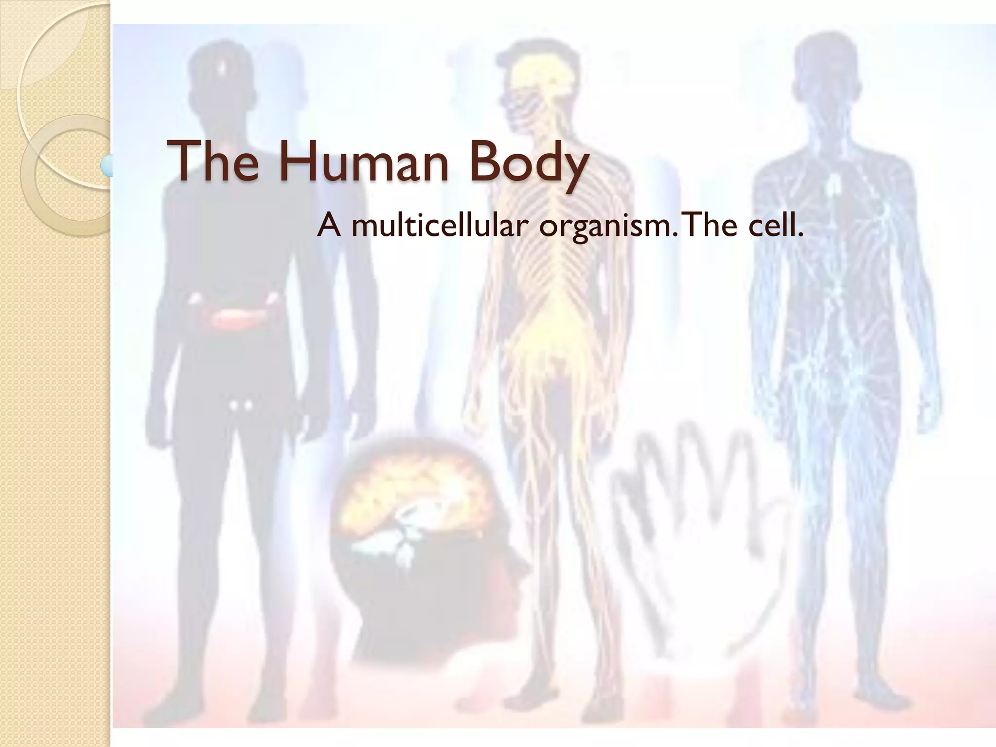 Lesson 1 the cell | PDF