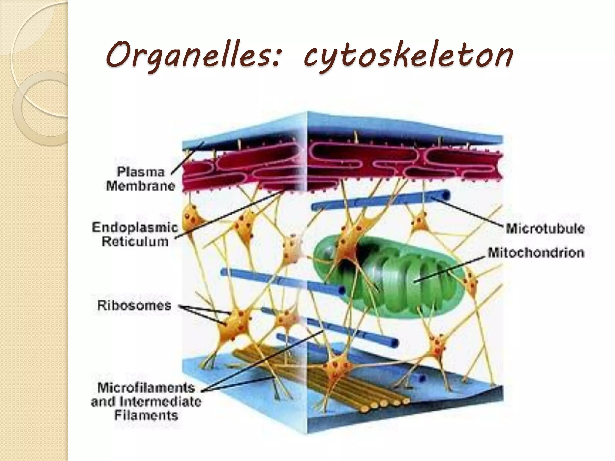 Lesson 1 the cell | PDF