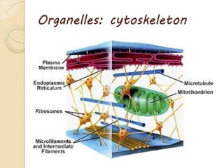 Lesson 1 the cell | PDF
