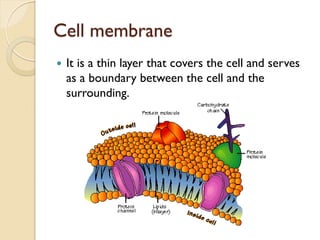 Lesson 1 the cell | PDF