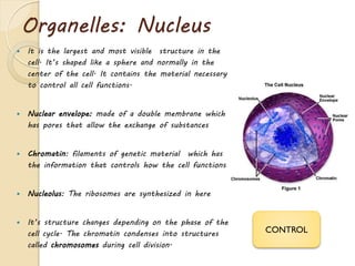 Lesson 1 the cell | PDF