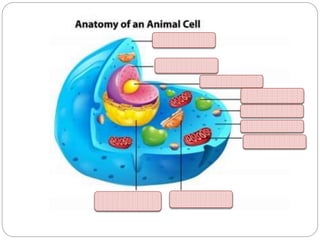 Lesson 1 the cell | PPT