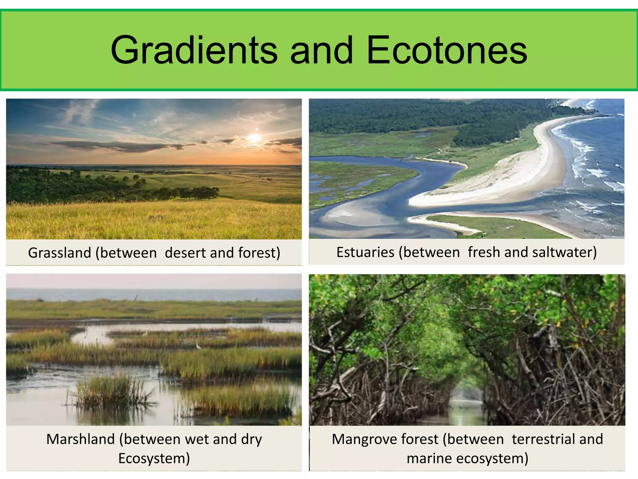 Lesson 1 The Ecosystem.pptx