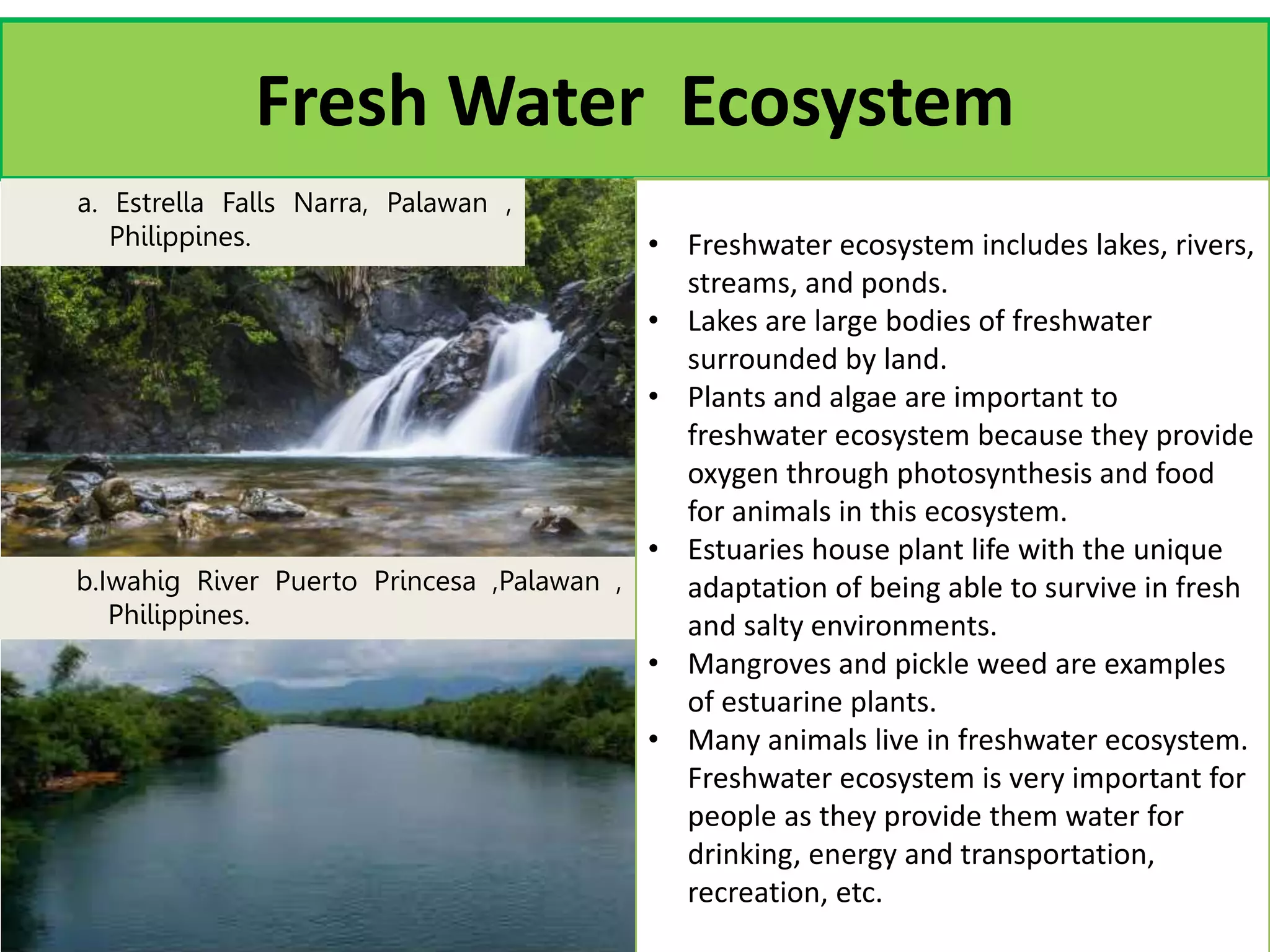 Lesson 1 The Ecosystem.pptx
