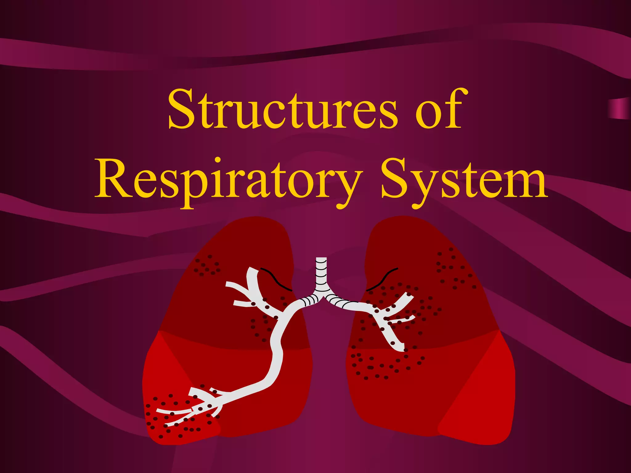 Lesson 1 the respiratory system | PDF