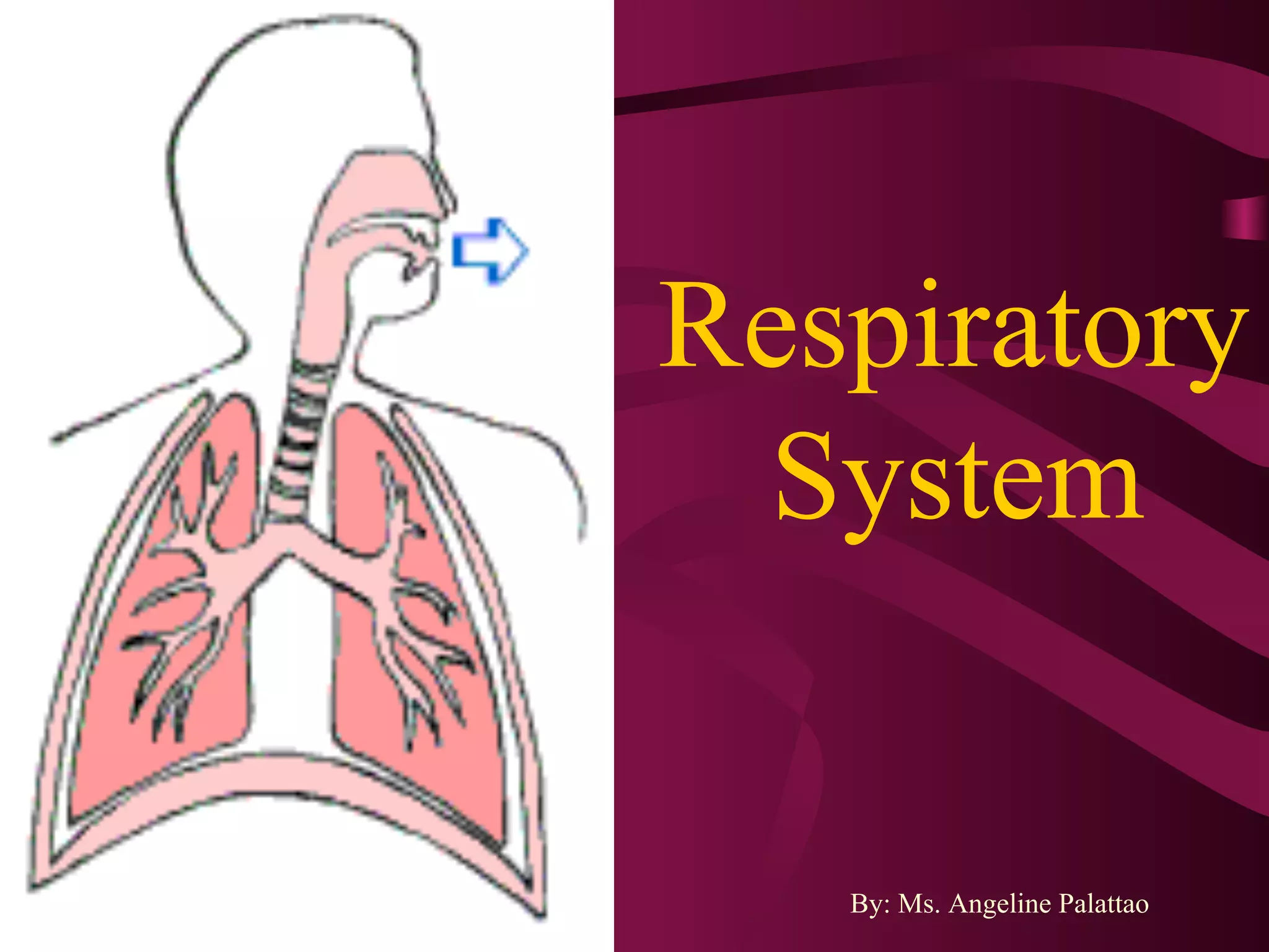 Lesson 1 the respiratory system | PDF