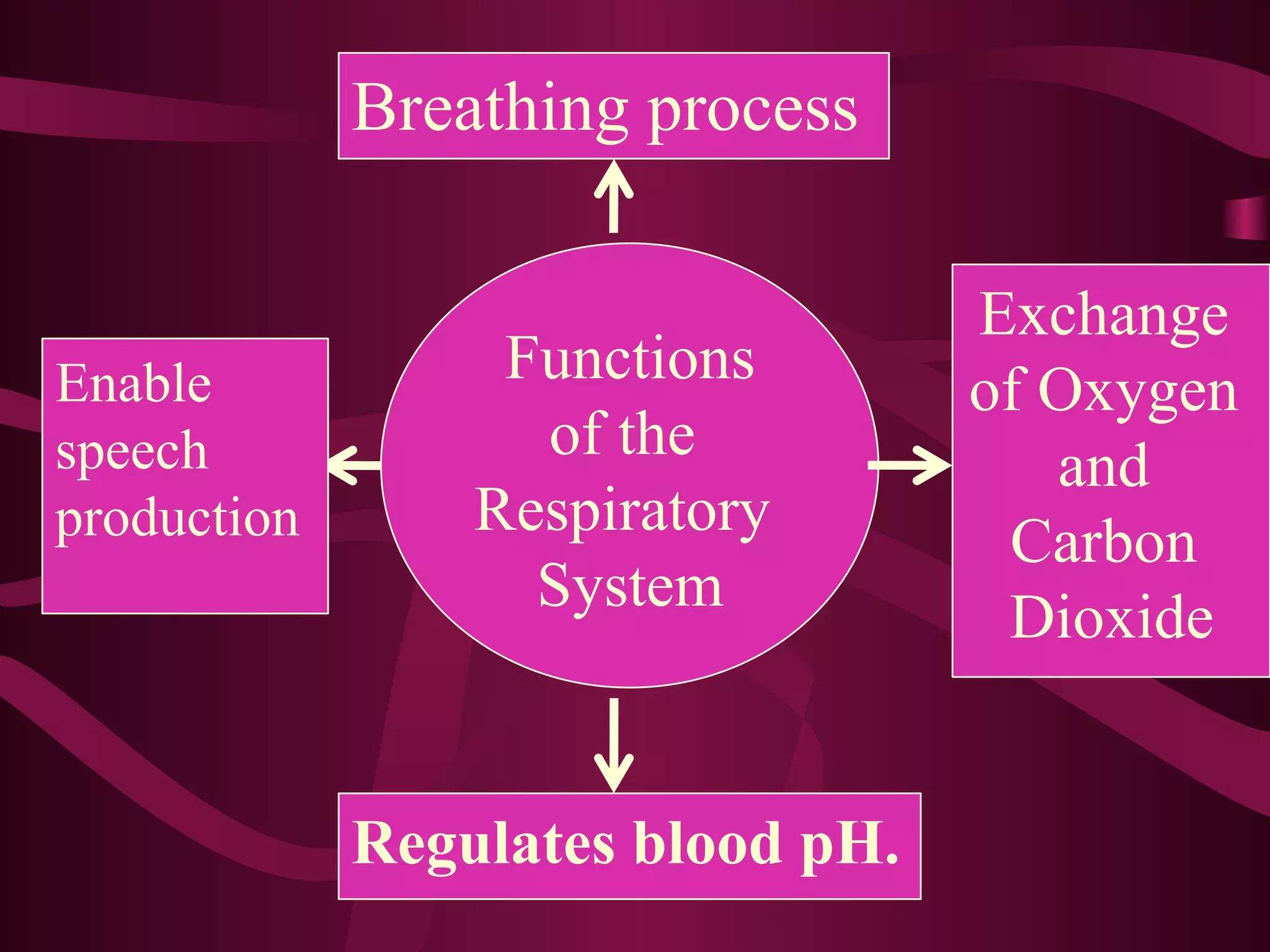 Lesson 1 the respiratory system | PDF