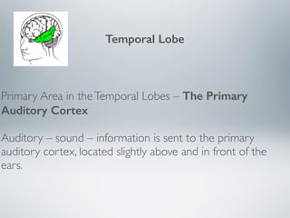Lesson 1 the structure and function of the brain 2015 | PPT