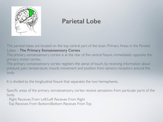 Lesson 1 the structure and function of the brain 2015 | PDF