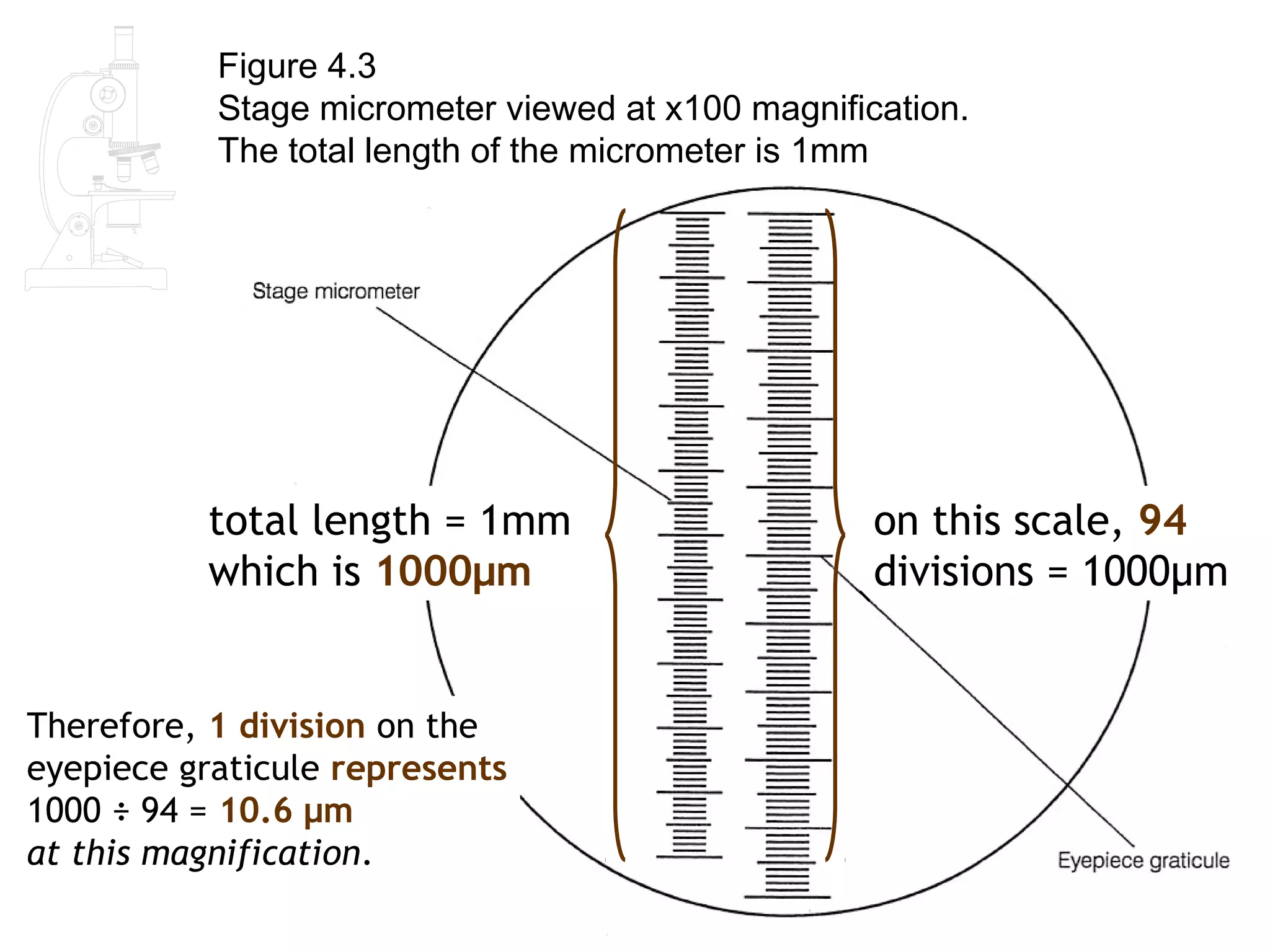 AS Biology Lesson 2 - Measuring Cells | PPT