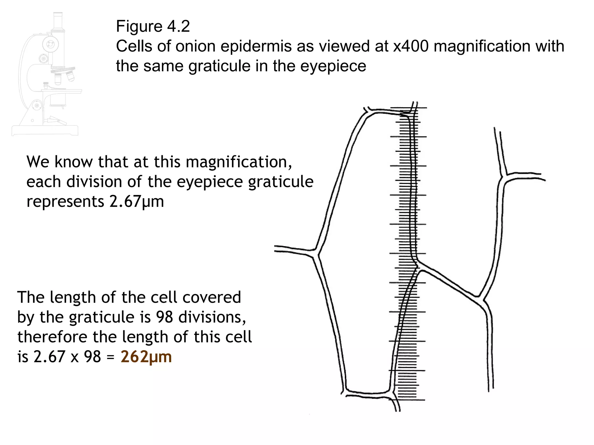 AS Biology Lesson 2 - Measuring Cells | PPT