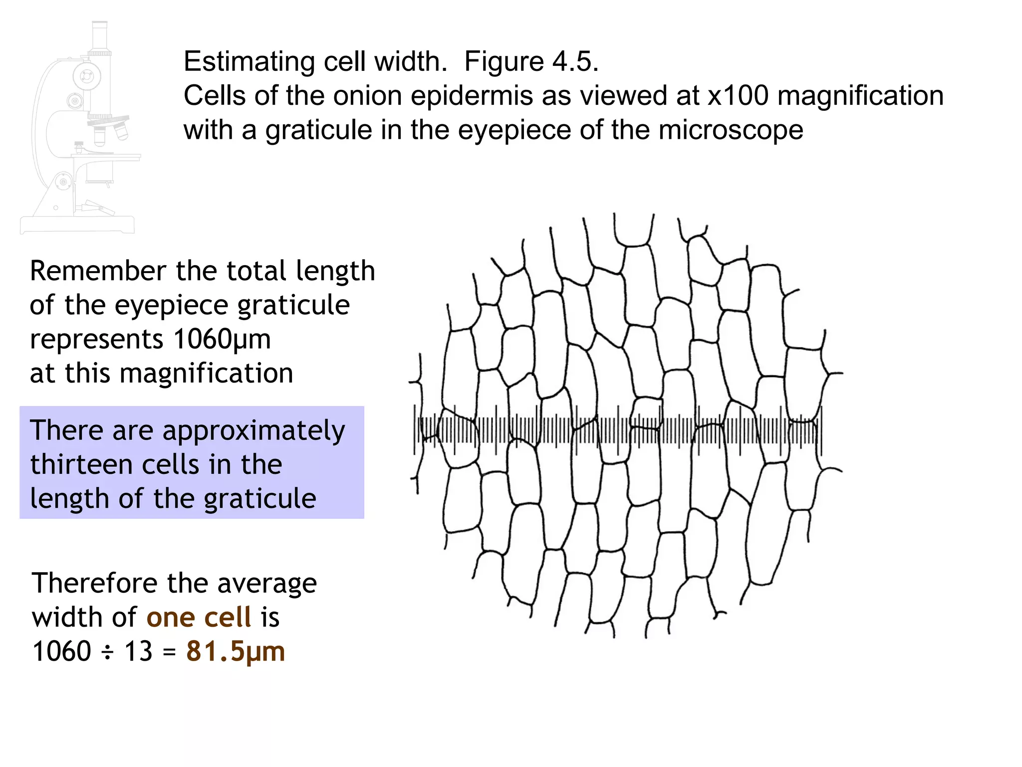 AS Biology Lesson 2 - Measuring Cells | PPT