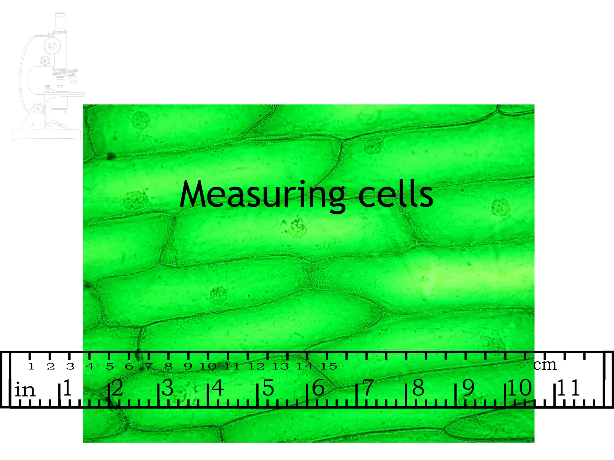 AS Biology Lesson 2 - Measuring Cells | PPT