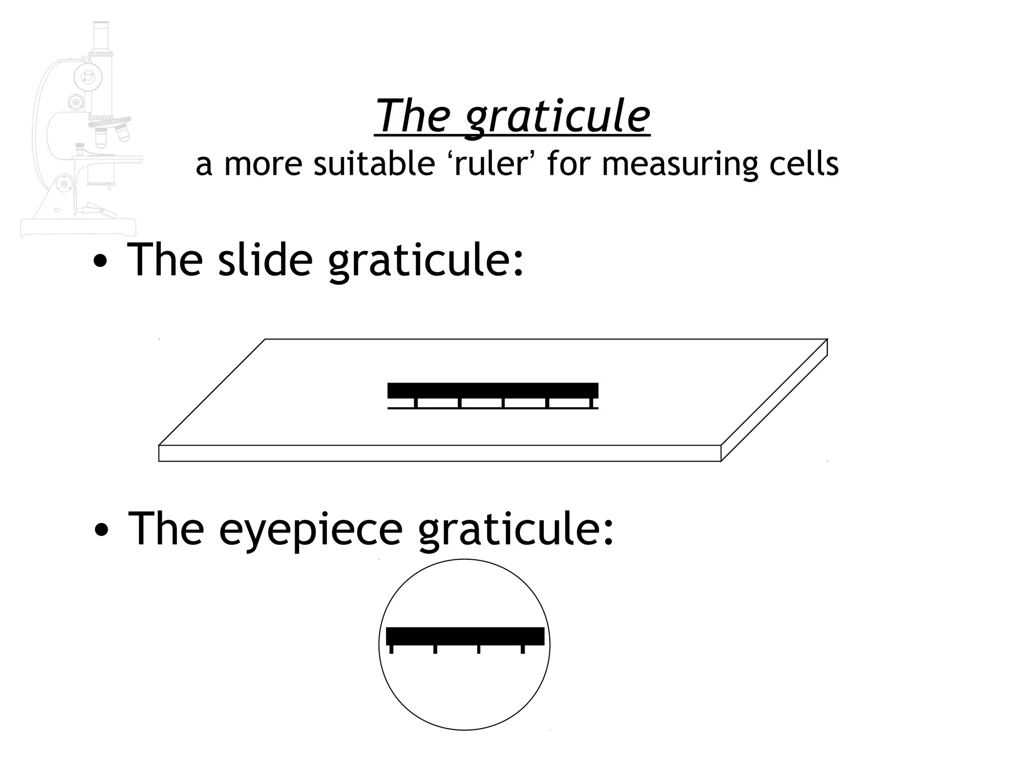 AS Biology Lesson 2 - Measuring Cells | PPT