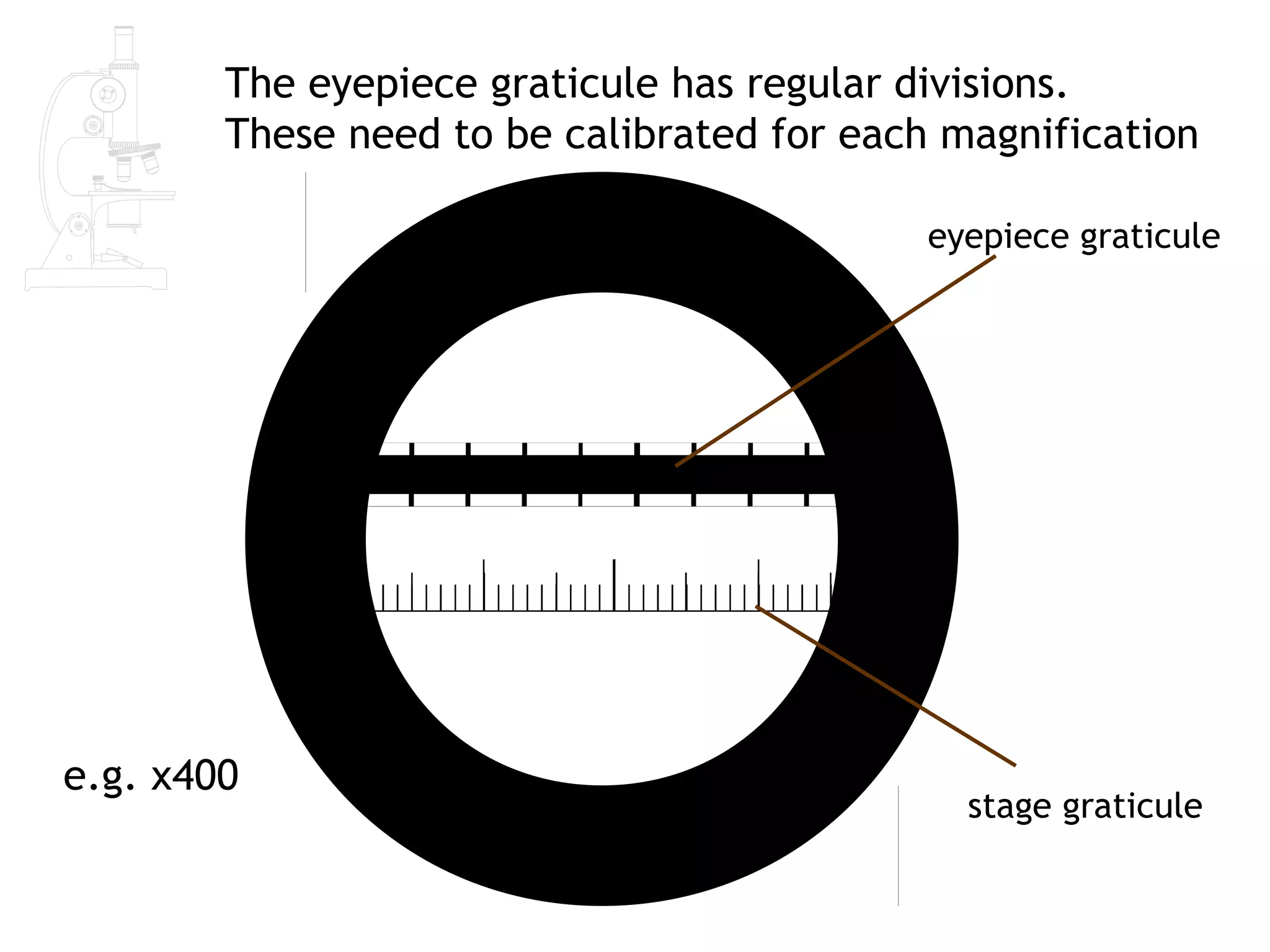 AS Biology Lesson 2 - Measuring Cells | PPT