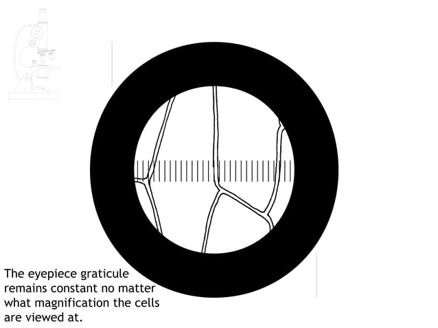 AS Biology Lesson 2 - Measuring Cells | PPT | Physics | Science