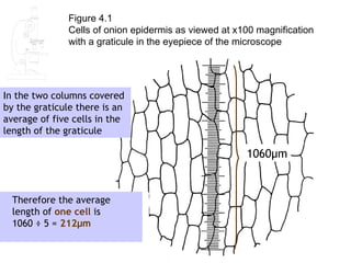 AS Biology Lesson 2 - Measuring Cells | PPT