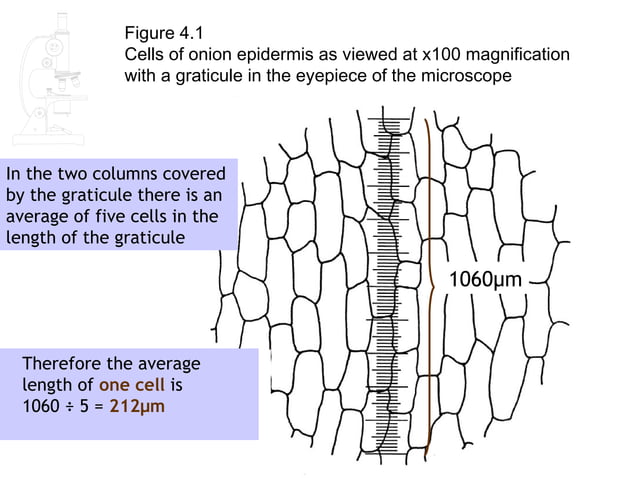 AS Biology Lesson 2 - Measuring Cells | PPT | Physics | Science