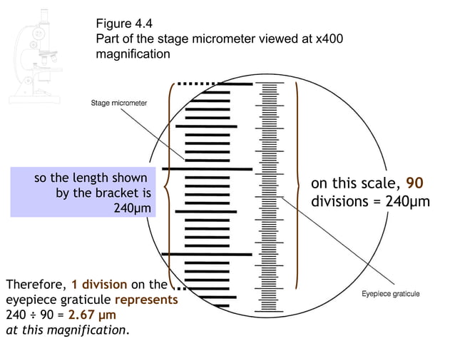 AS Biology Lesson 2 - Measuring Cells | PPT | Physics | Science