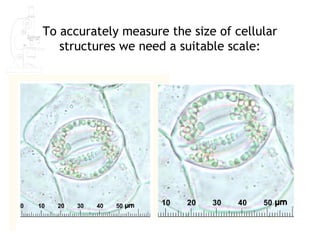 AS Biology Lesson 2 - Measuring Cells | PPT