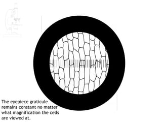 AS Biology Lesson 2 - Measuring Cells | PPT