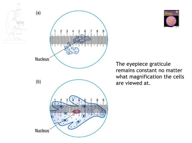 AS Biology Lesson 2 - Measuring Cells | PPT