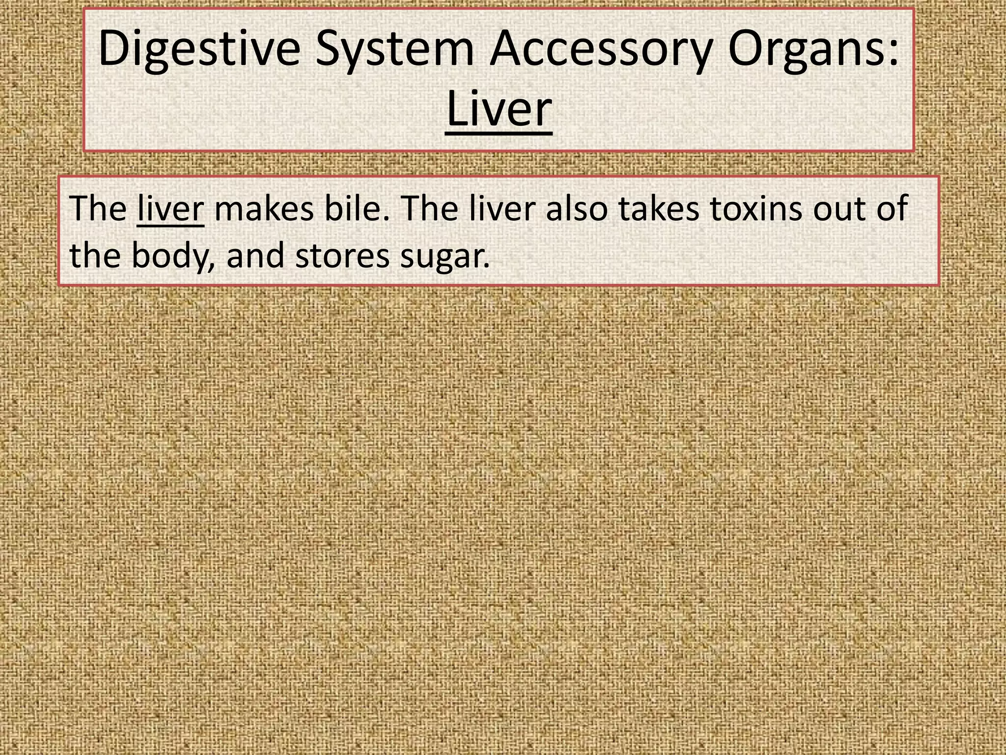 Digestive System Accessory Organs | PPTX