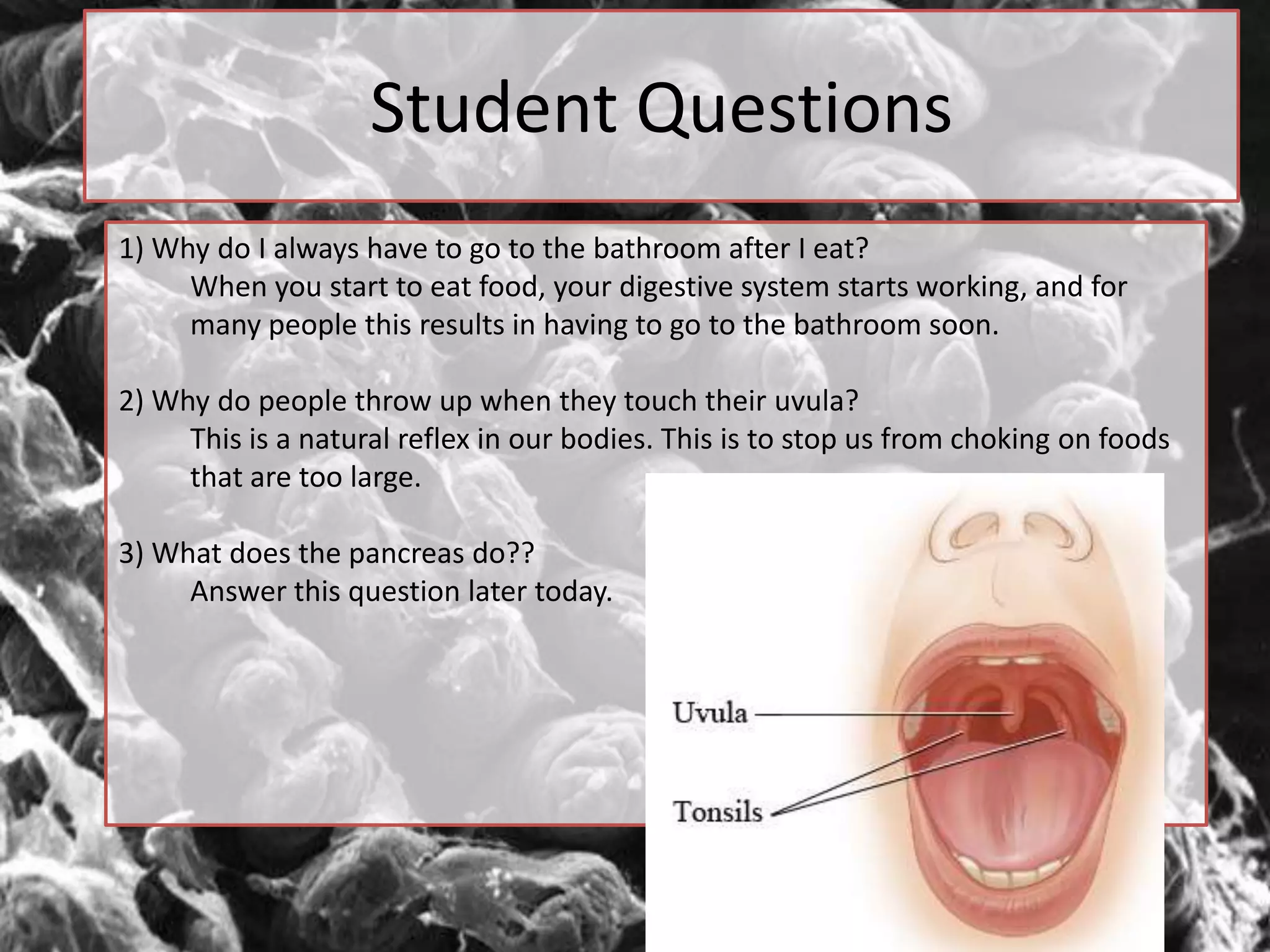 Digestive System Accessory Organs | PPTX