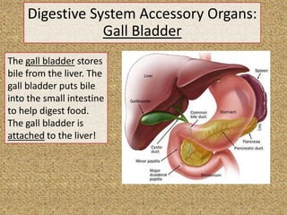 Digestive System Accessory Organs | PPTX