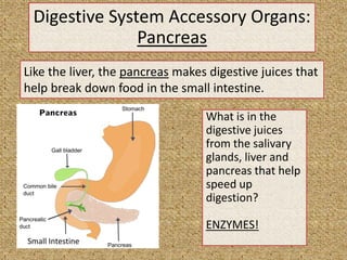 Digestive System Accessory Organs | PPTX