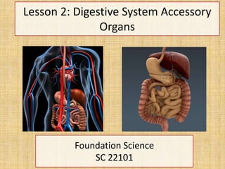 Digestive System Accessory Organs | PPTX