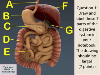 Digestive System Accessory Organs | PPTX