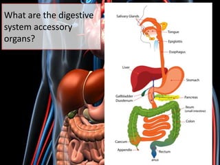Digestive System Accessory Organs | PPTX