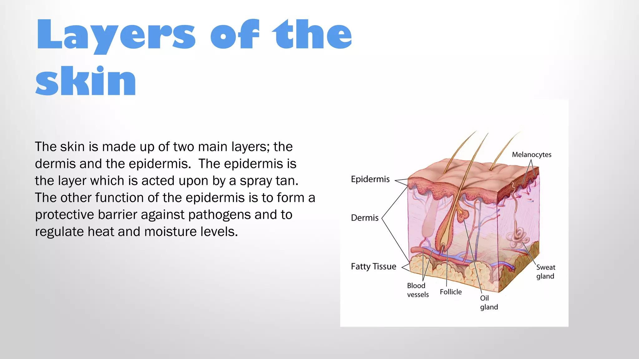 Lesson2- Spray Tanning -Layers of the skin & Functions of the skin | PPT